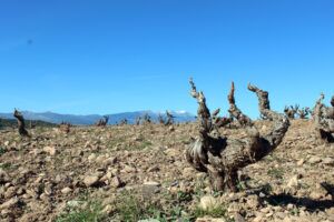 Vid vieja | Bodegas Alto Moncayo